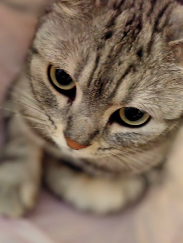 PHP_Cat Knowledge-Cat has something to say – PHP寵物營養保健品