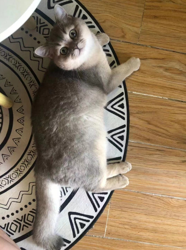 PHP_cat knowledge-anxiety – PHP寵物營養保健品