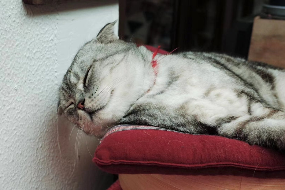 PHP_Cat Knowledge-Cat Knowledge – PHP寵物營養保健品