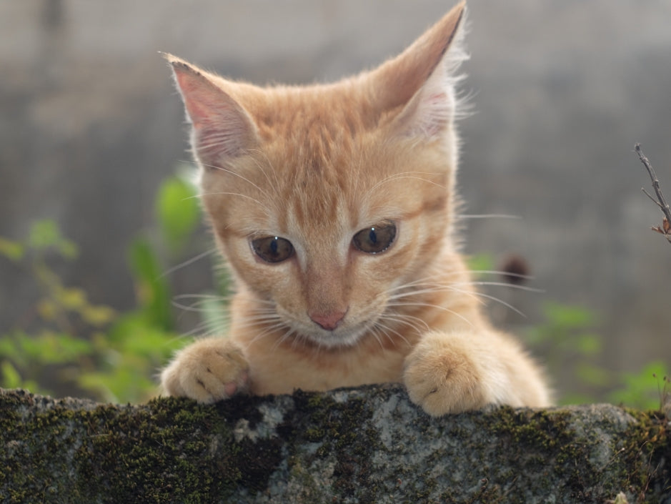 PHP_Cat knowledge-diet taboos – PHP寵物營養保健品