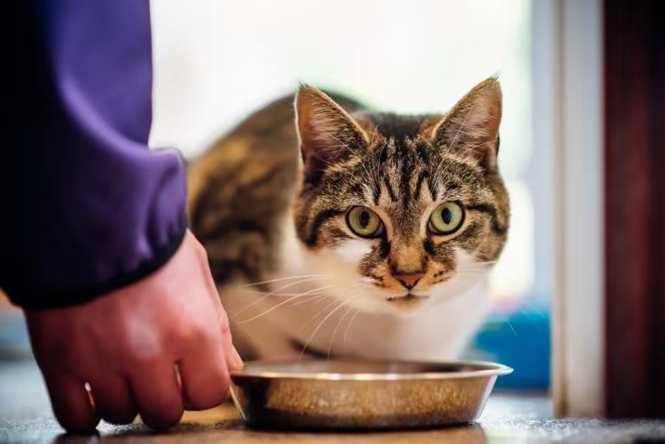 PHP_Cat Knowledge-Eating Habits – PHP寵物營養保健品