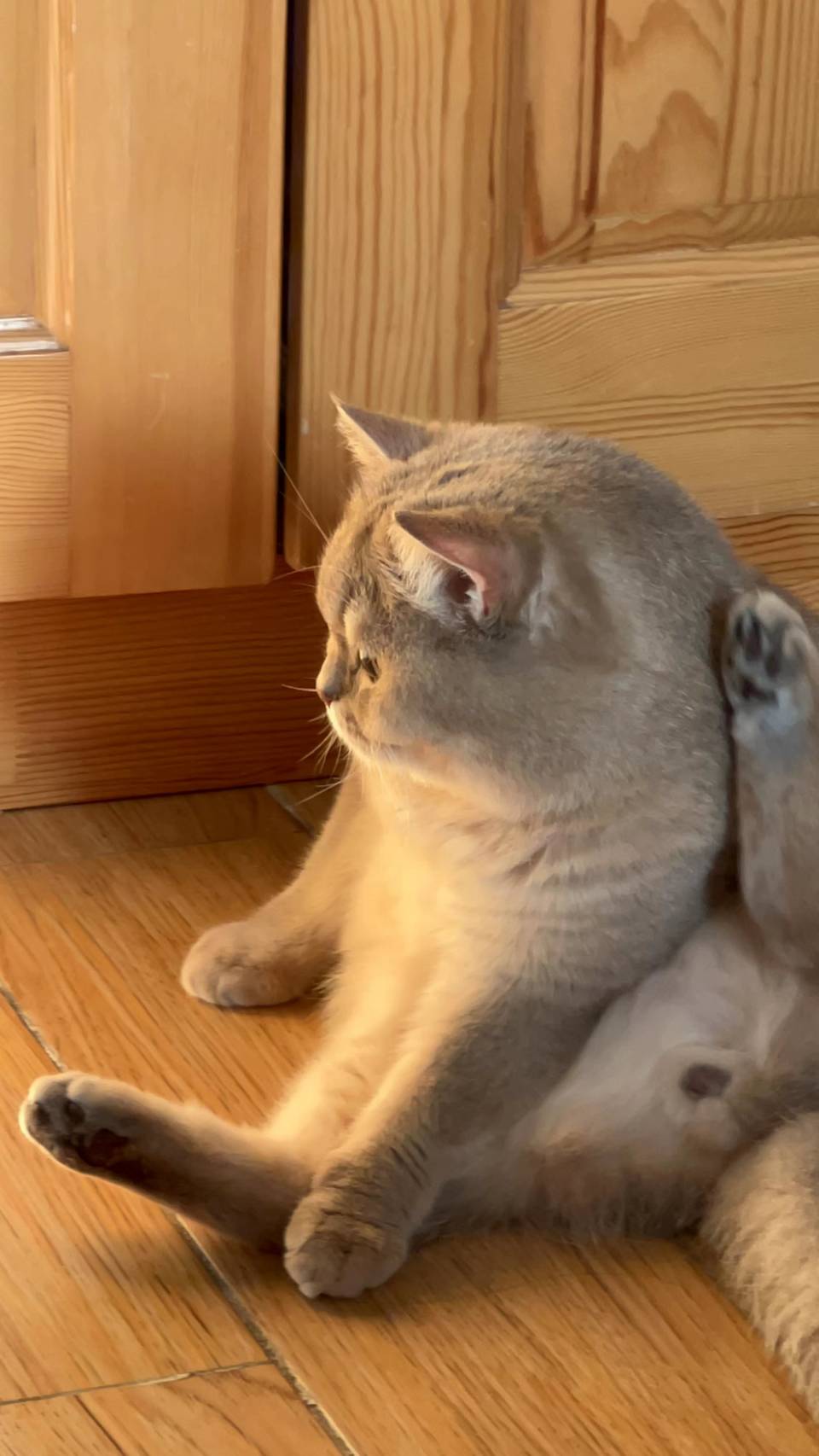 PHP_Cat Knowledge-Cat Grooming – PHP寵物營養保健品