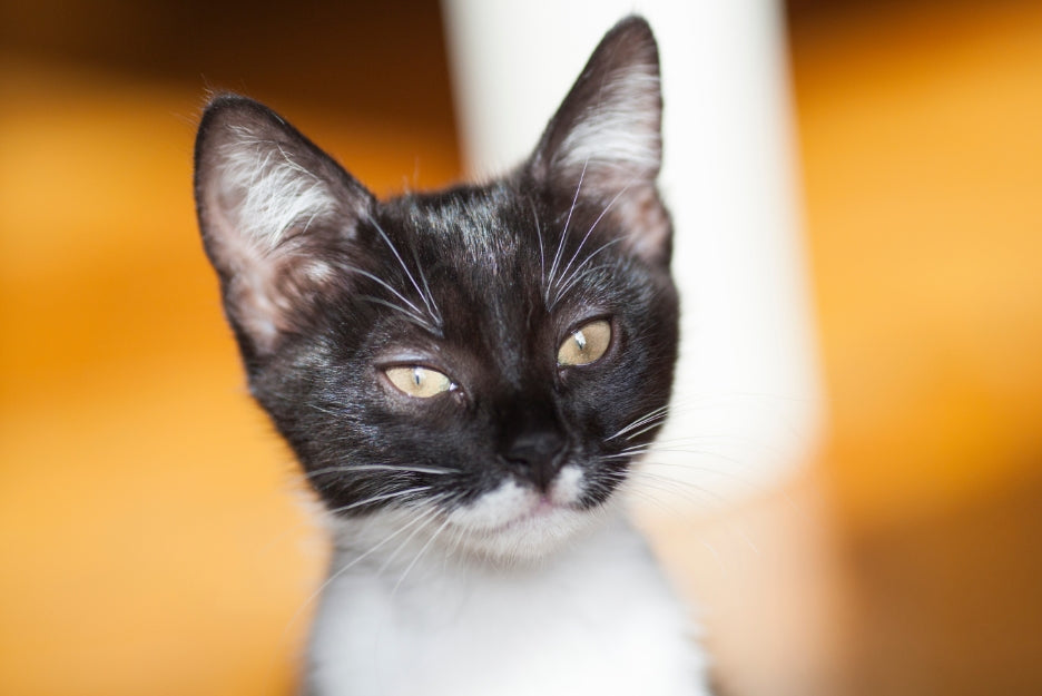 PHP_Cat knowledge-3 kinds of "forbidden water" – PHP寵物營養保健品