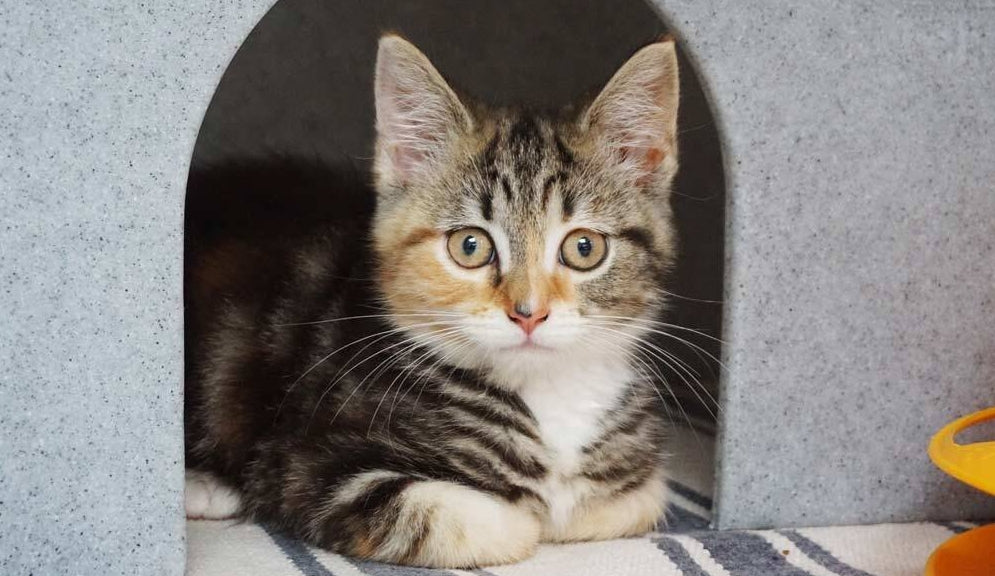 PHP_Cat Knowledge-Game Time – PHP寵物營養保健品