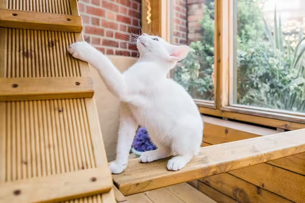 PHP_Common diseases in cats-lower urinary tract syndrome – PHP寵物營養保健品